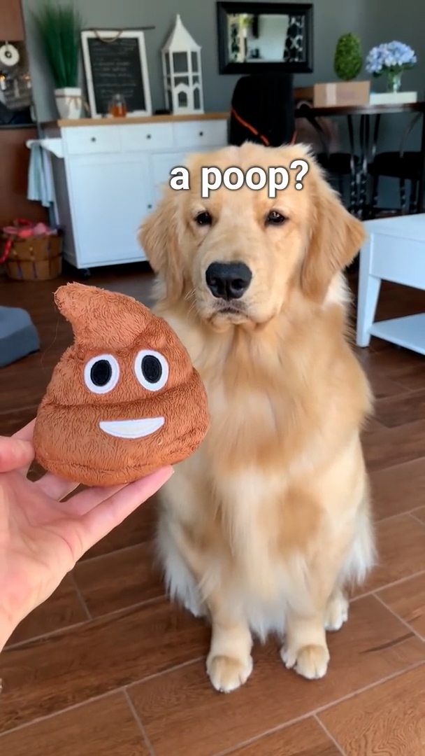 My Dog Reacts to Fart Toy! 😂💨