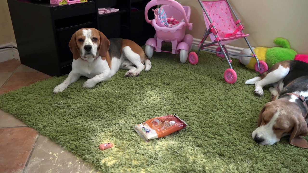 The Perfect Pair? Why Beagles and Children Make the Best Friends