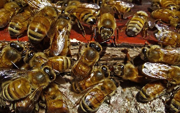 Horror bee attacks leaves 25 injured and one in critical condition ...