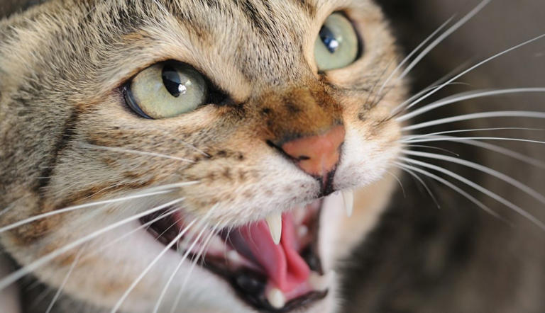 Why Do Cats Hiss?