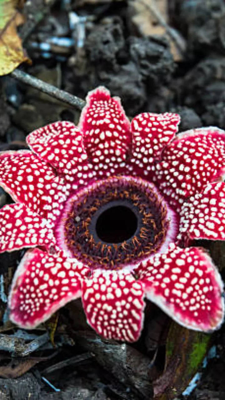 8 worst-smelling flowers in the world