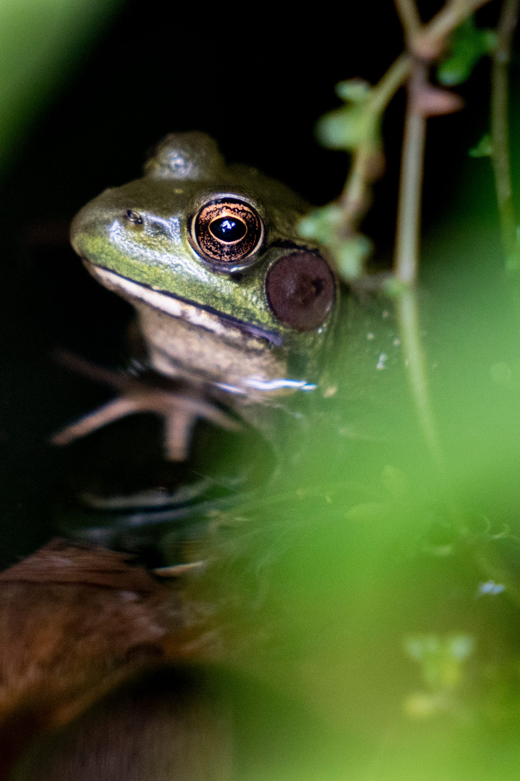 Frogman Festival coming to Greater Cincinnati. When, how to get tickets