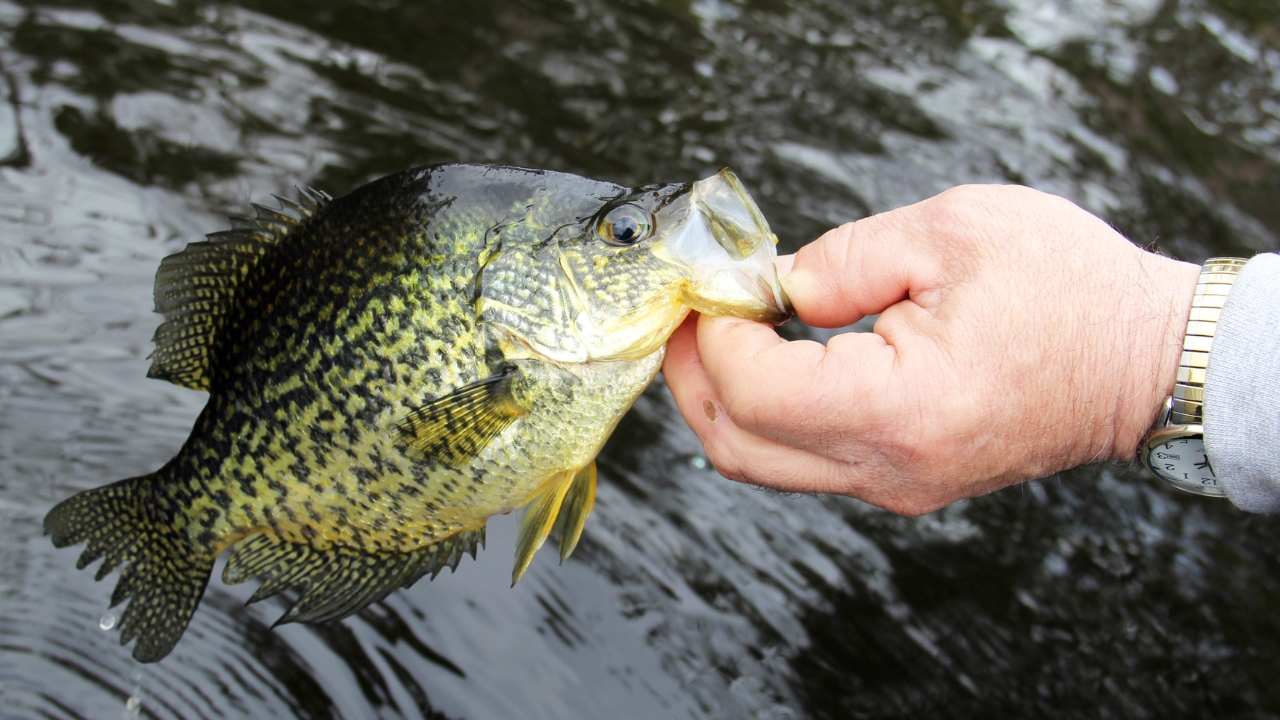 How to catch crappie consistently