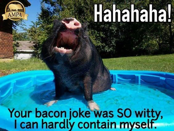 30 Funny Pig Memes That Are Bacon Us Laugh