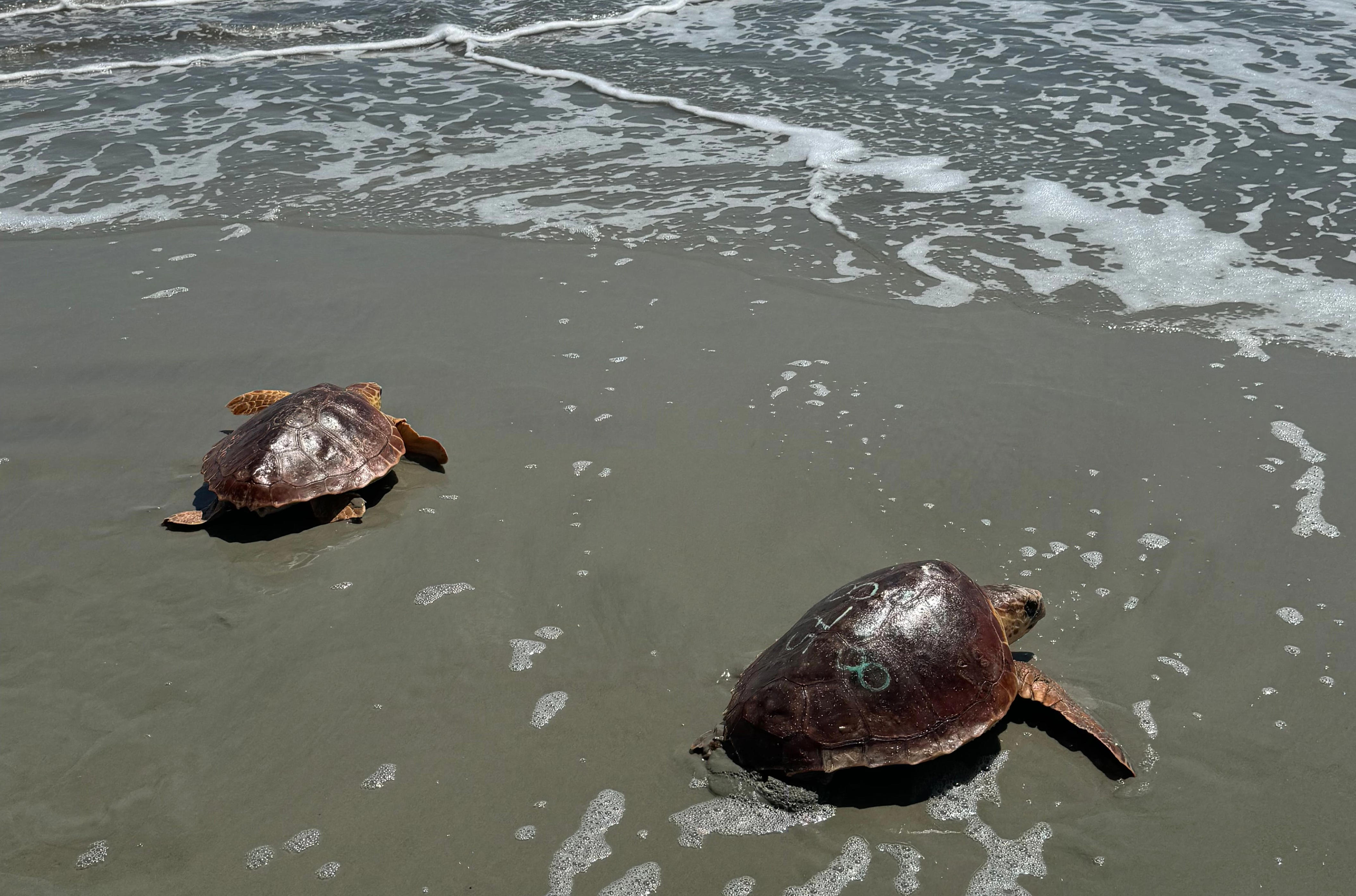 Mystic Aquarium released 22 rehabilitated sea turtles back into the ...