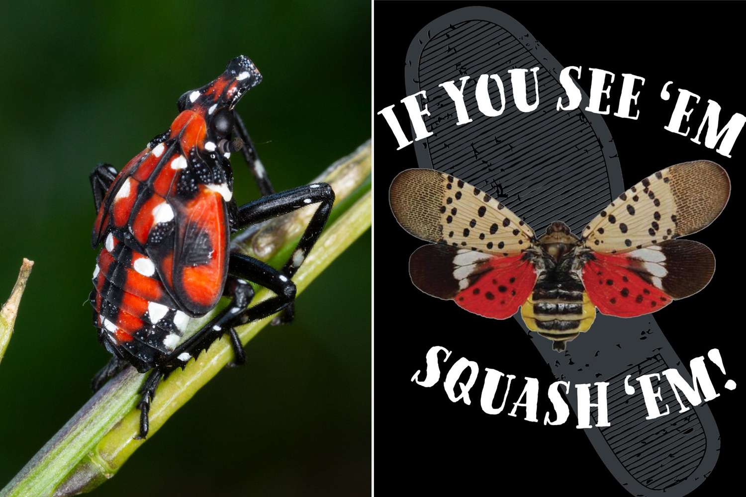 Invasive Spotted Lanternflies Have Returned to 17 States — Here's Where ...