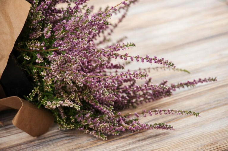 Heather: The Flower That Symbolizes Wishes, Devotion, and Quiet Resilience