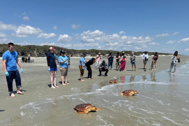 Mystic Aquarium released 22 rehabilitated sea turtles back into the ...