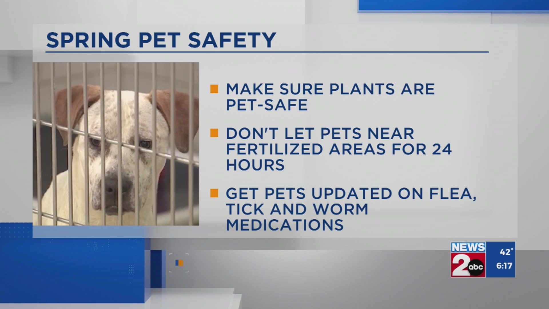 Springtime safety: Tips for protecting pets from potential hazards