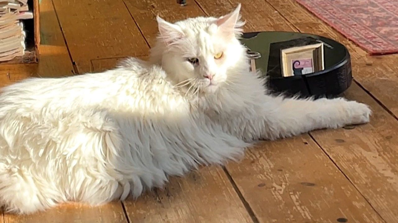 Maine Coon completely unfazed by robot vacuum trying to clean up