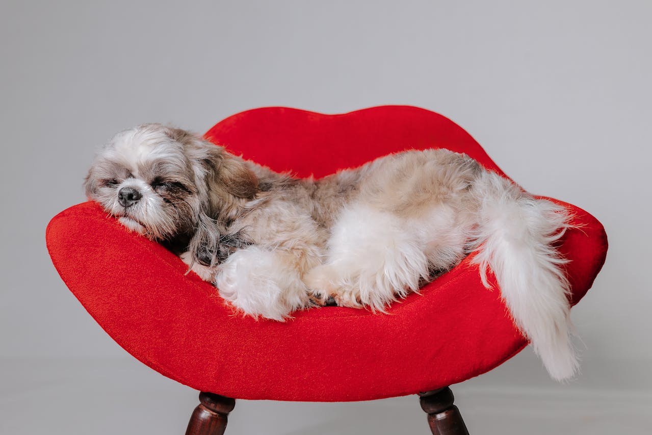 12 Low-Energy Dog Breeds Perfect for Lazy Days
