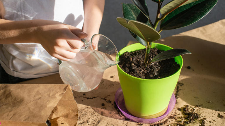 Common Mistakes To Avoid When Caring For A Rubber Plant