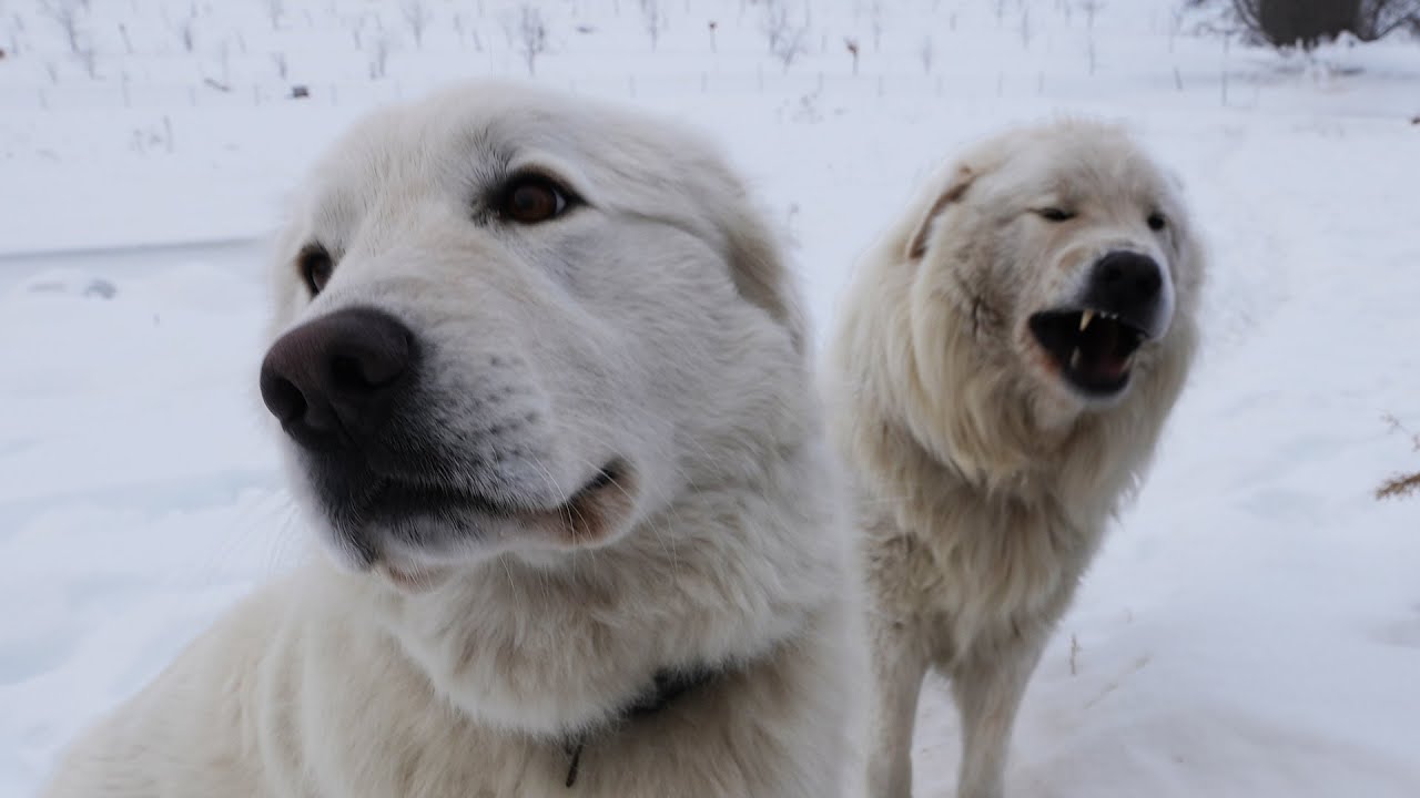 A simple farm life with faithful animal companions