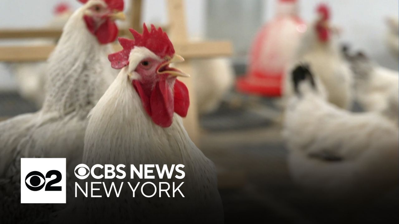 Backyard chickens are a growing trend as egg prices soar
