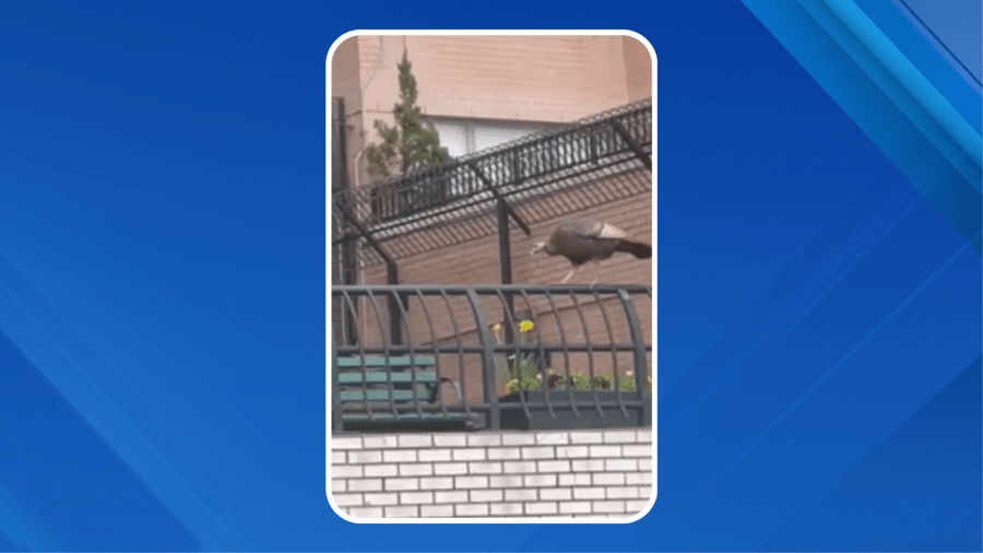 Wild turkey spotted in Midtown Manhattan