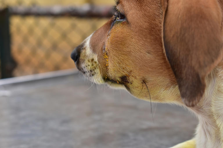 Dog Swollen Face: What It Means