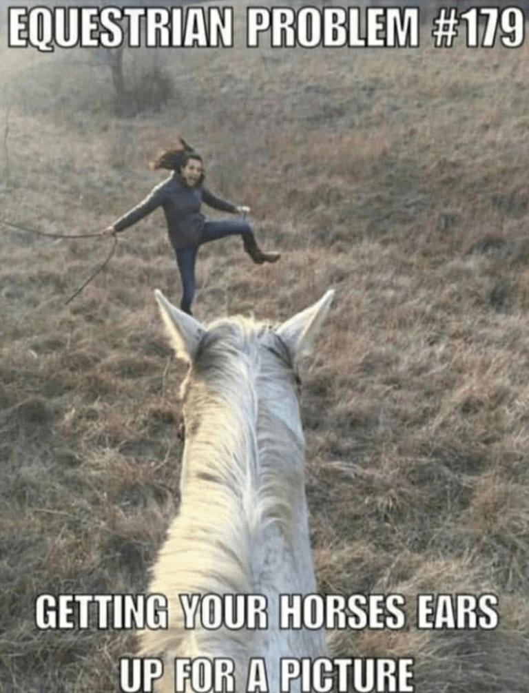 40 Funny Horse Memes That Made Us Whinny Out Loud