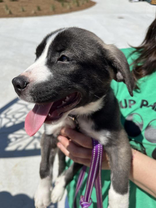 Orion Amphitheater hosts third annual Pup Palooza