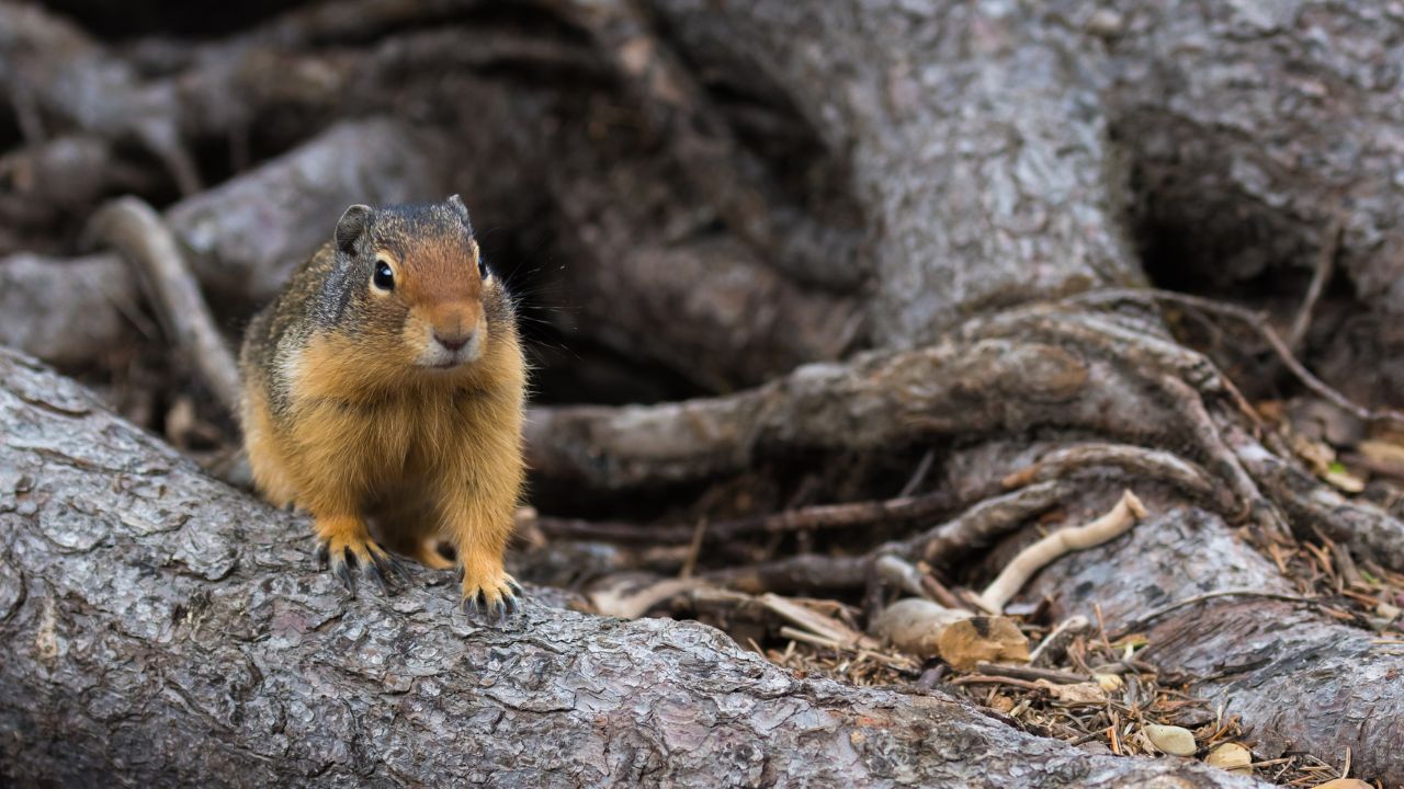 12 Reasons Why the .22 Magnum is the Most Underrated Small Game Round