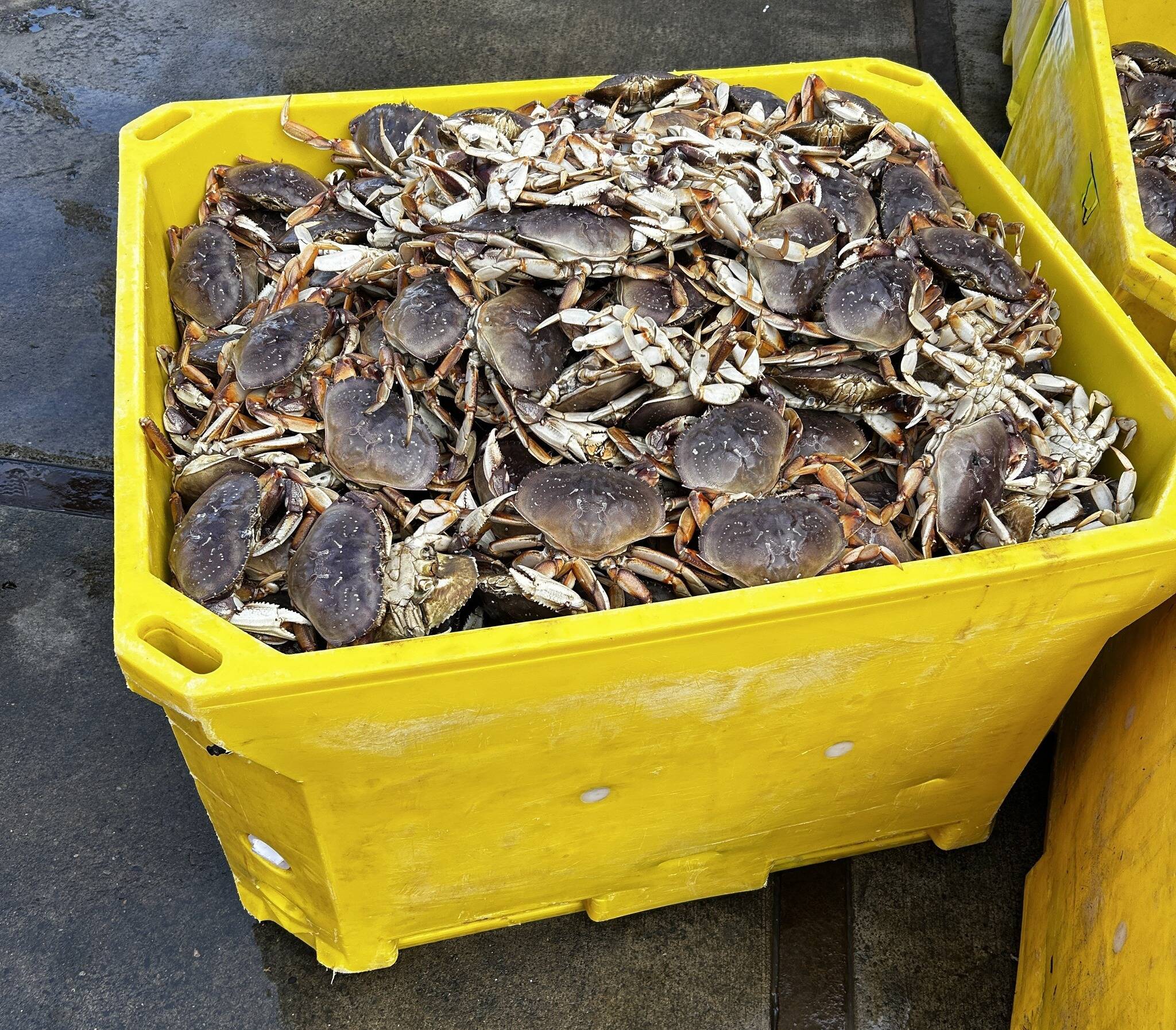 714 pounds of undersized crab seized in Westport