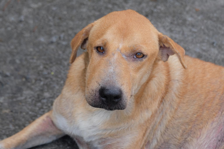 Dog Swollen Face: What It Means