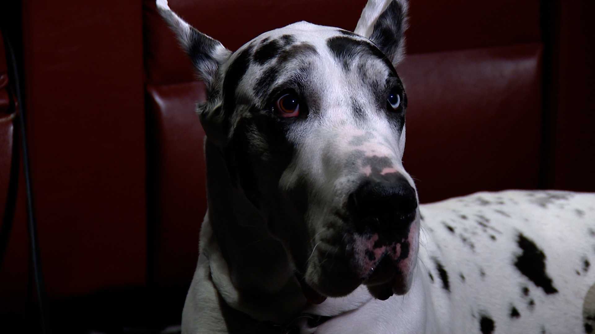 Iowa dog stars in new film with Bill Murray and Naomi Watts