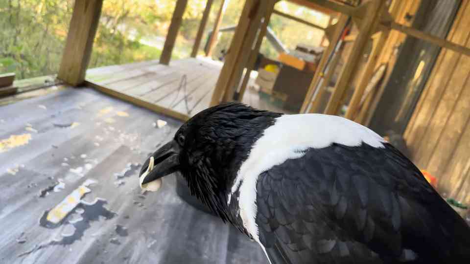 Giving A Crow A Tiny Present