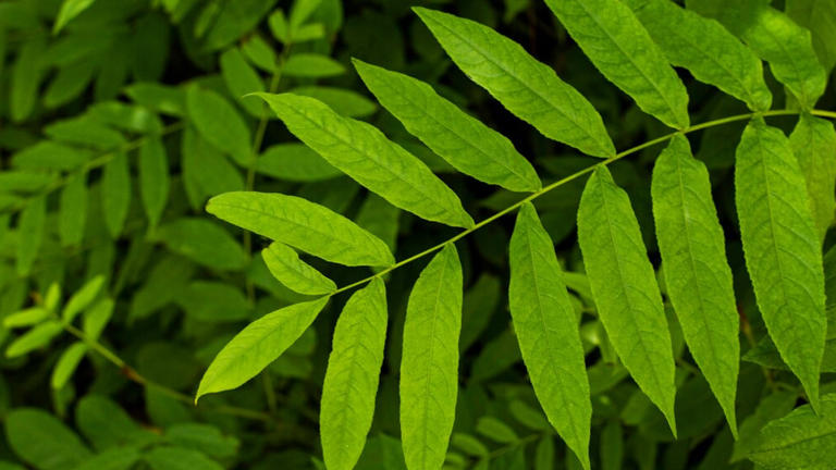 Skincare 101: How to Make Your Own Anti-Bacterial Face Mist from Tulsi ...