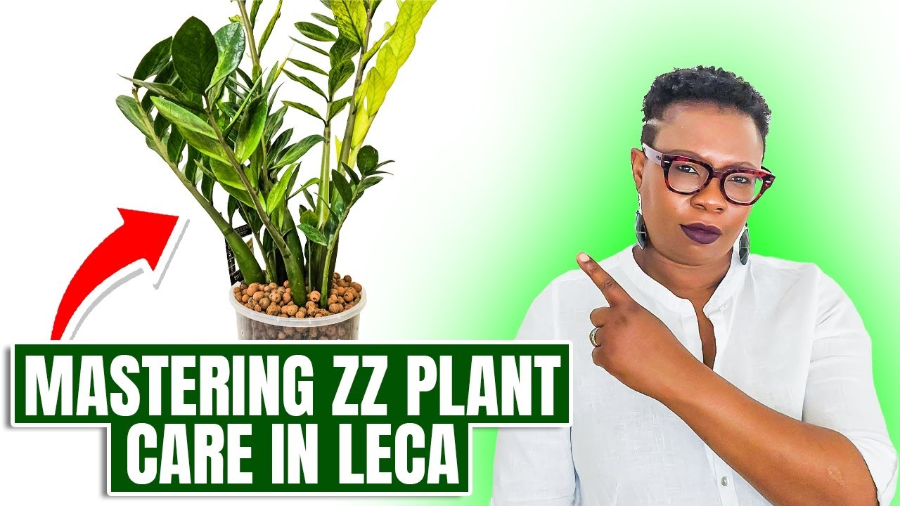 Care for ZZ Plant After Leca Transition: Must-Know Tips