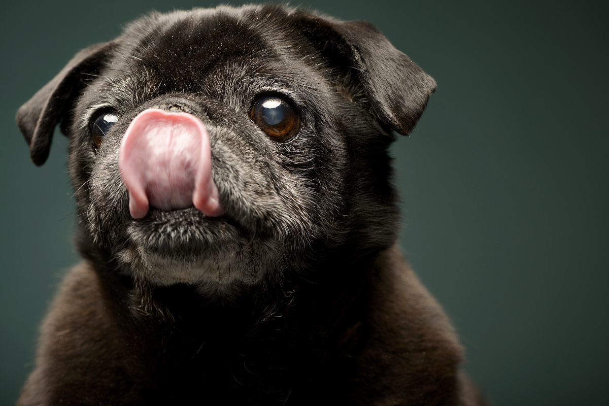 Mulch-Munching Pug Rocks Hannibal Lecter Mask as the Cutest Criminal ...