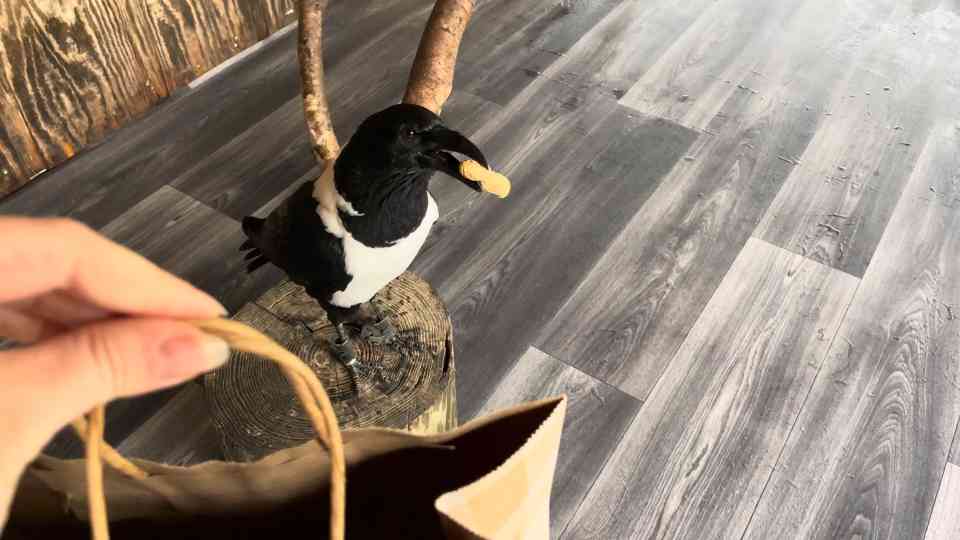 Giving Our Crow A Gift