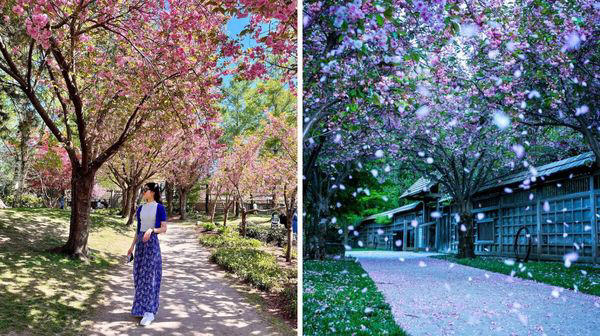This park near Toronto is a cherry blossom oasis with Japanese bridges ...