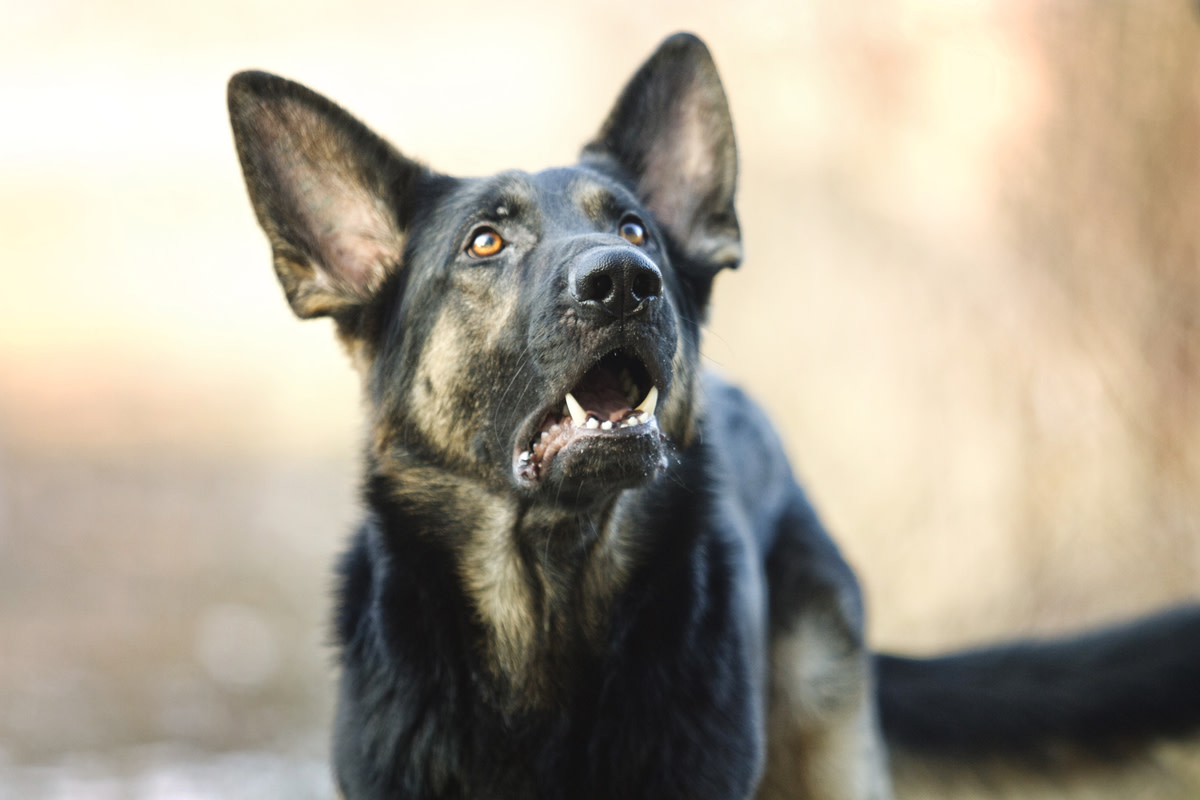 German Shepherd’s Funny Reaction to Bumble Bee Takes Mean Mugging To ...