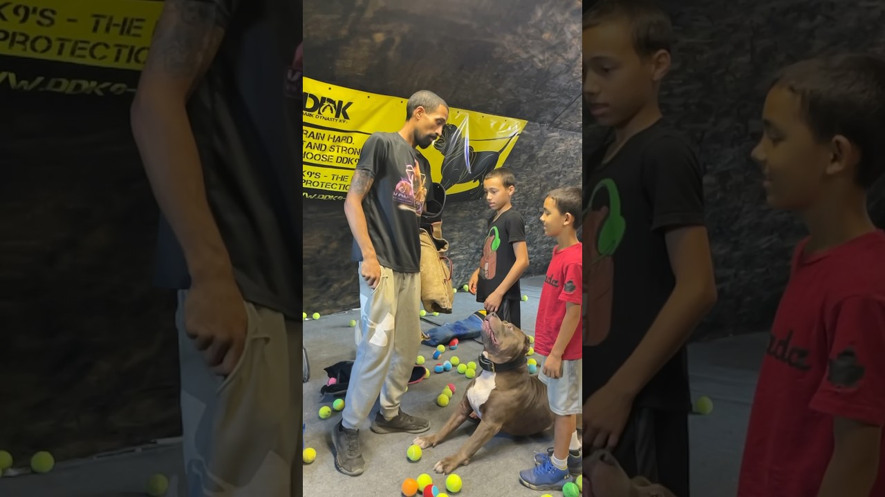 Pit bull trained to recognize weapons instantly