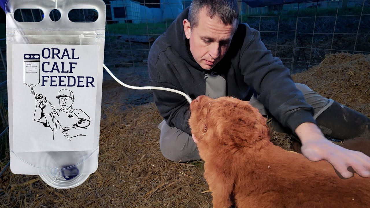 Sick calf update explains what happened on the farm