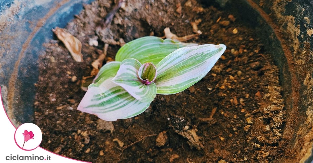 Come avere più piante gratis: una guida facile facile per tutte le tue ...