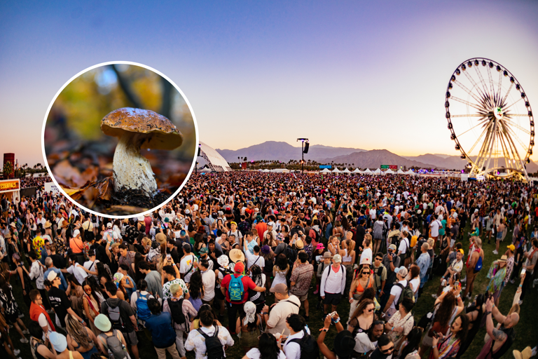 Why Gen Z Is Moving Away From Alcohol—and Choosing Mushrooms