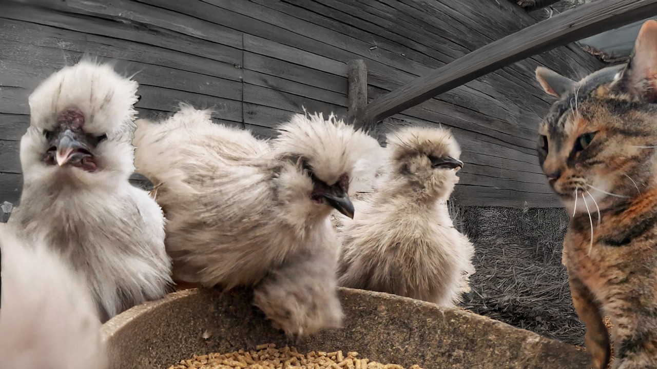 Aggressively friendly barn cats entertain and confuse farm crew
