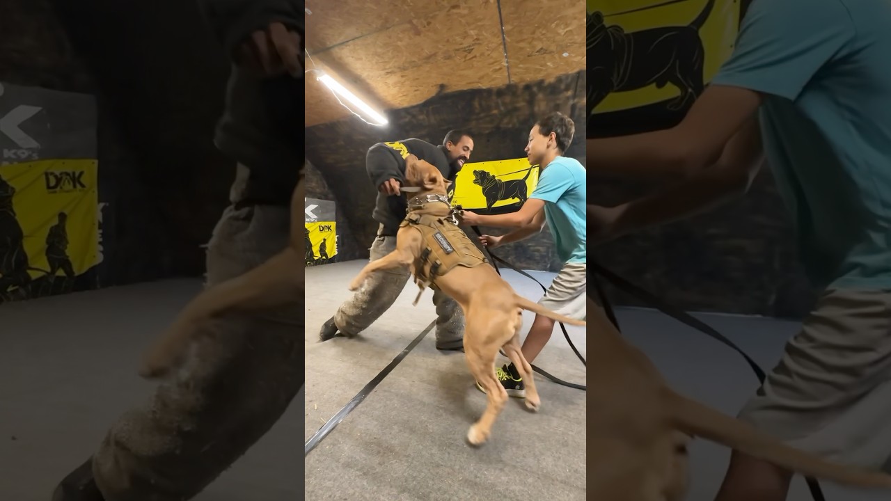 Young pit bull understands the assignment in training