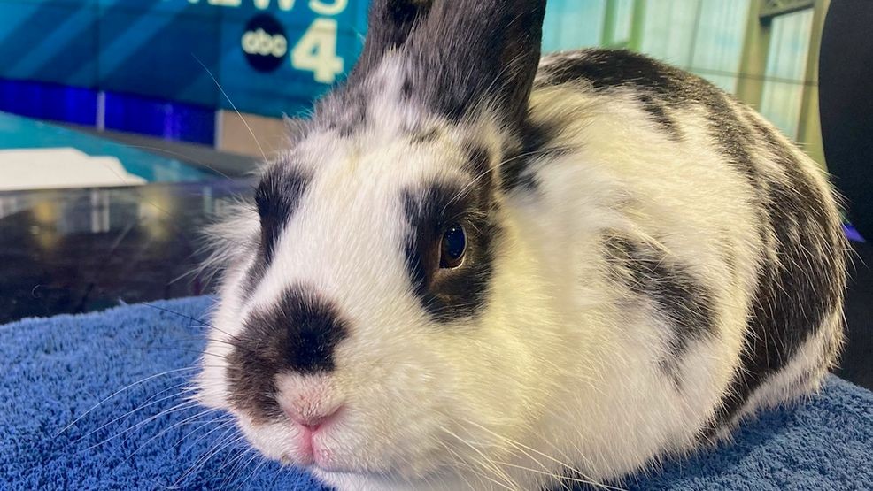 Washington rabbit rescues warn against giving bunnies as Easter gifts