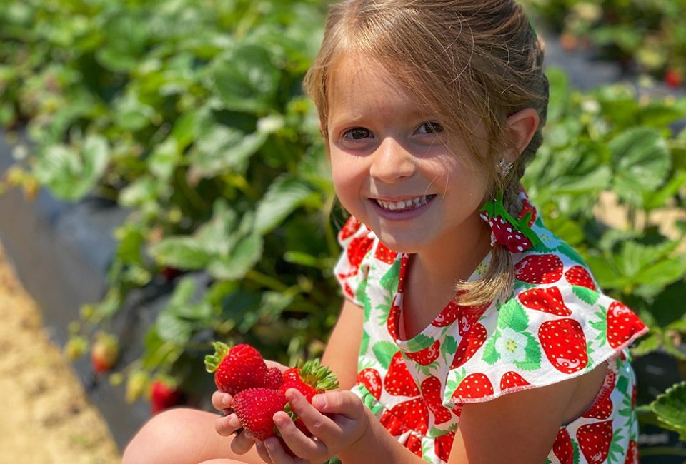 Best Strawberry Picking in Atlanta at Family-Friendly Strawberry Farms