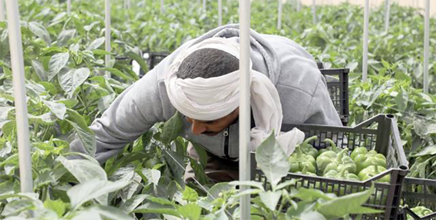 Jordan, WFP agreement to provide 'interest-free' loans to farmers, agri ...