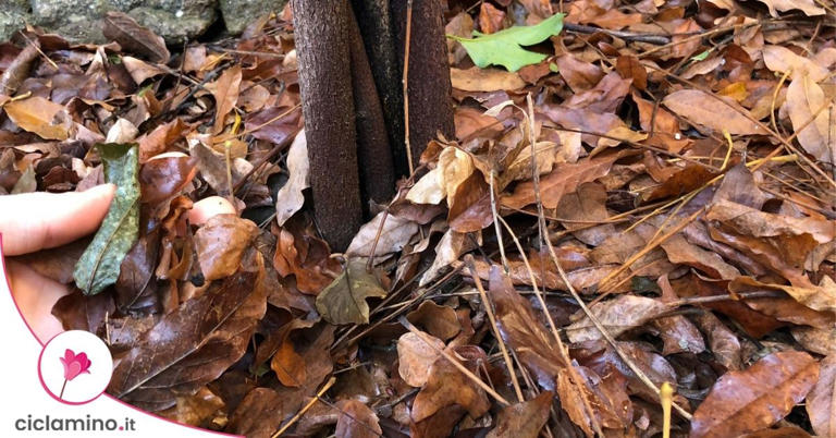Ecco perché non dovresti trascurare il Mulch quando ti prendi cura del tuo giardino in primavera