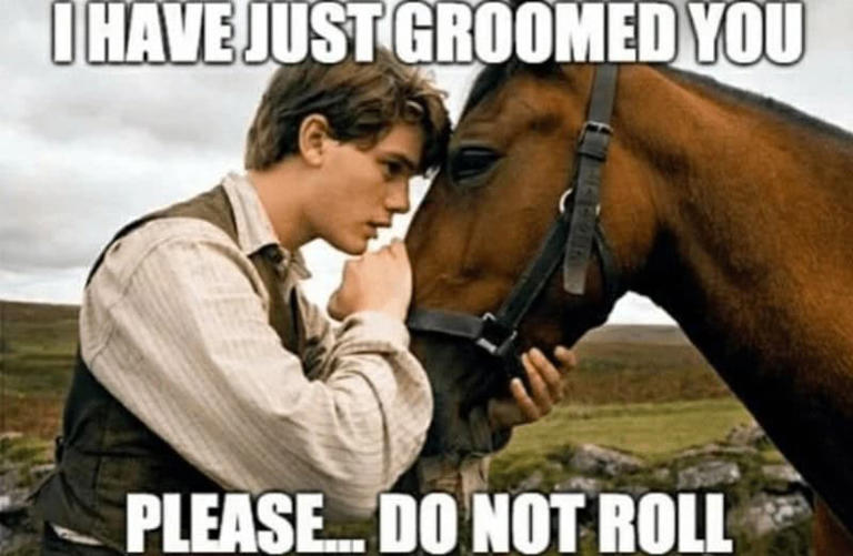 40 Funny Horse Memes That Made Us Whinny Out Loud
