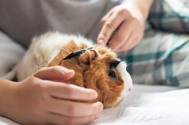 How Can You Make Guinea Pig Grooming Less Stressful?