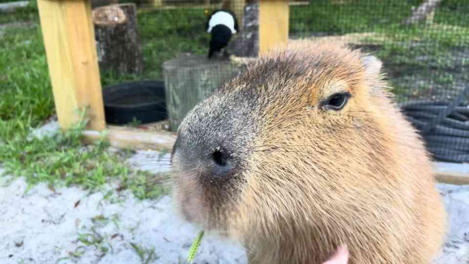 Capybara Collapses From Scratches