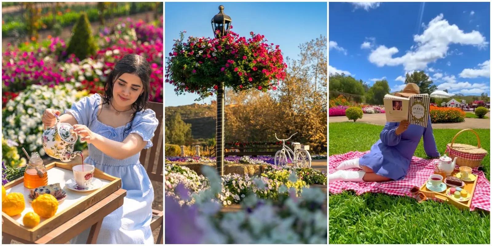 “Ruta del Maíz” Returns to Tijuana This Spring with Flower Fields ...