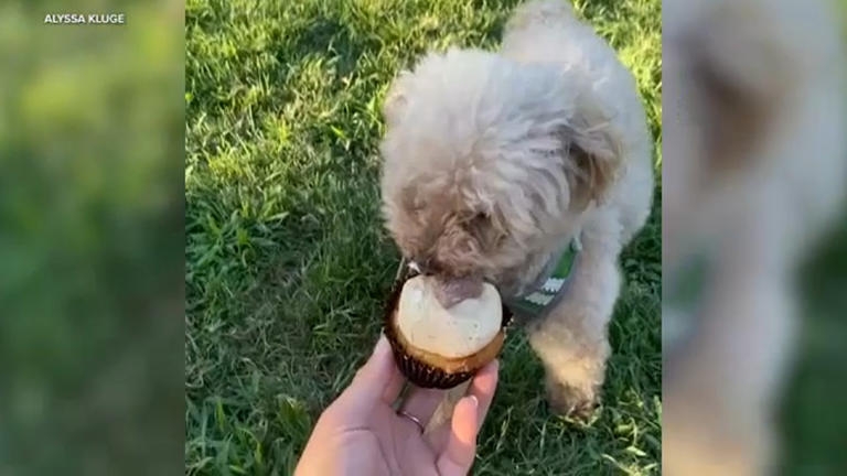 Pit bull kills toy poodle in vicious Santa Monica dog attack; police ...