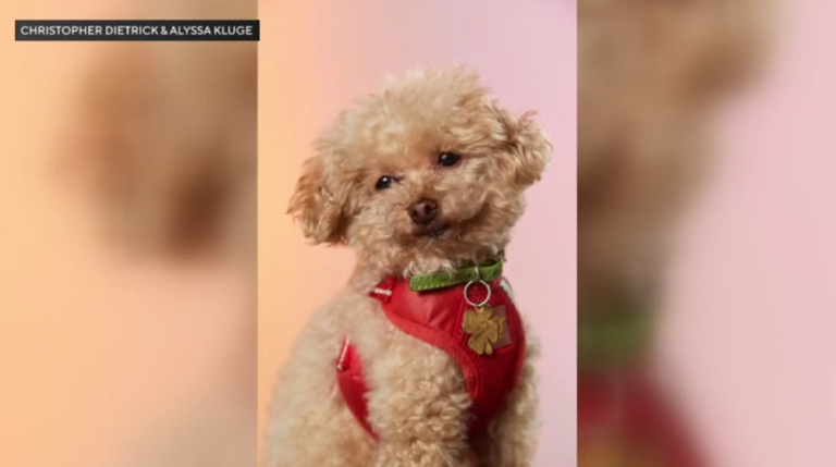 Police looking for owner of pit bull that killed small poodle in Santa ...