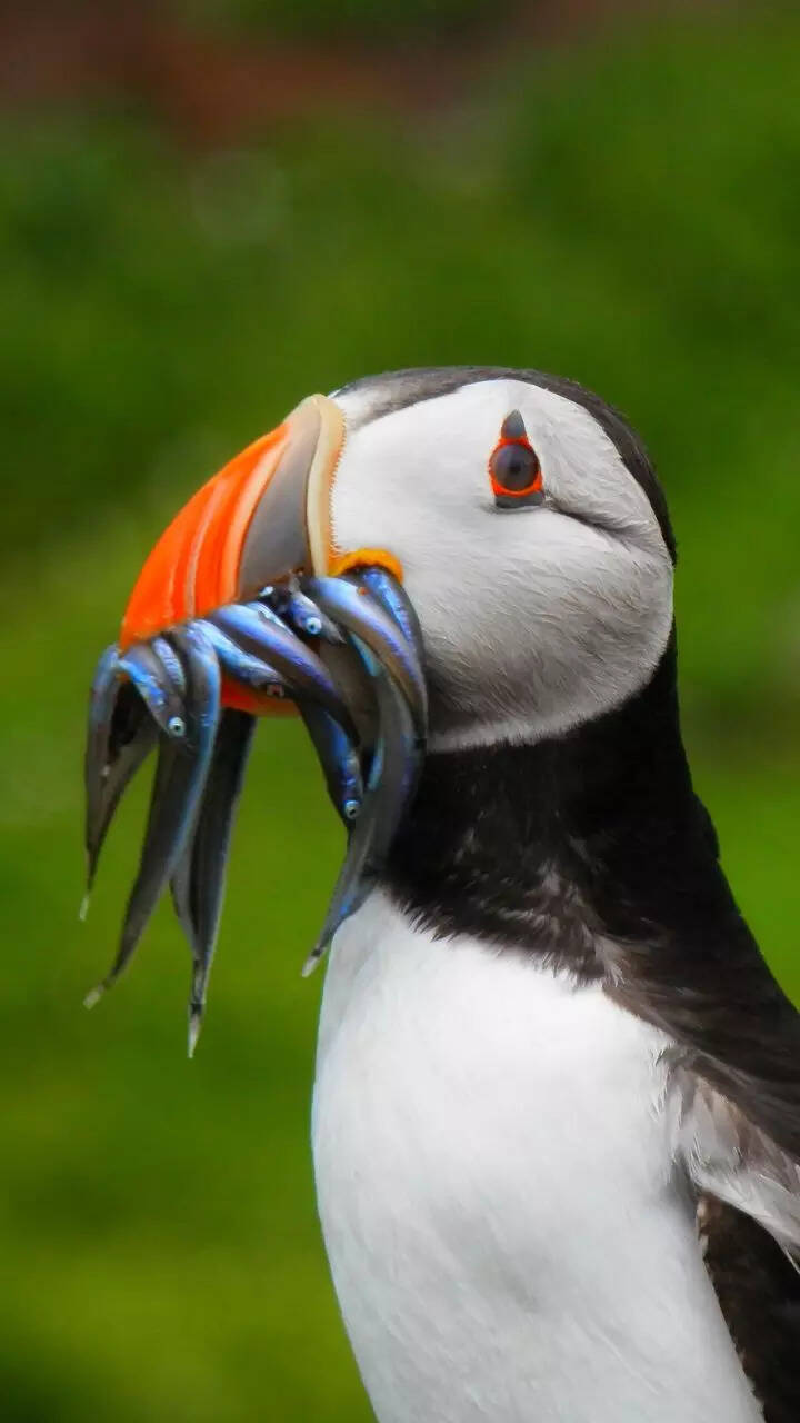 Puffin Day 2025: 8 interesting facts about these adorably colourful birds